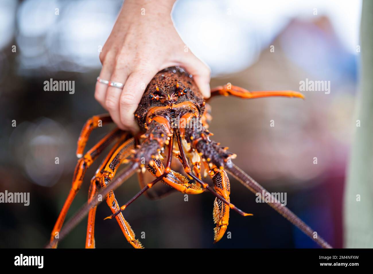 close up of a Catching live Lobster in America. lobster crayfish in ...