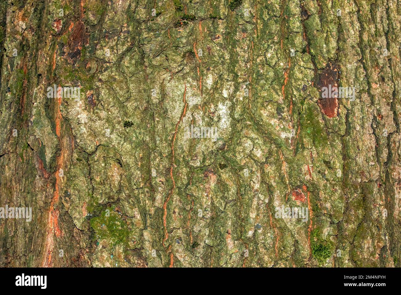 Oak bark close-up. The texture of the trunk of the Quercus petraea oak ...