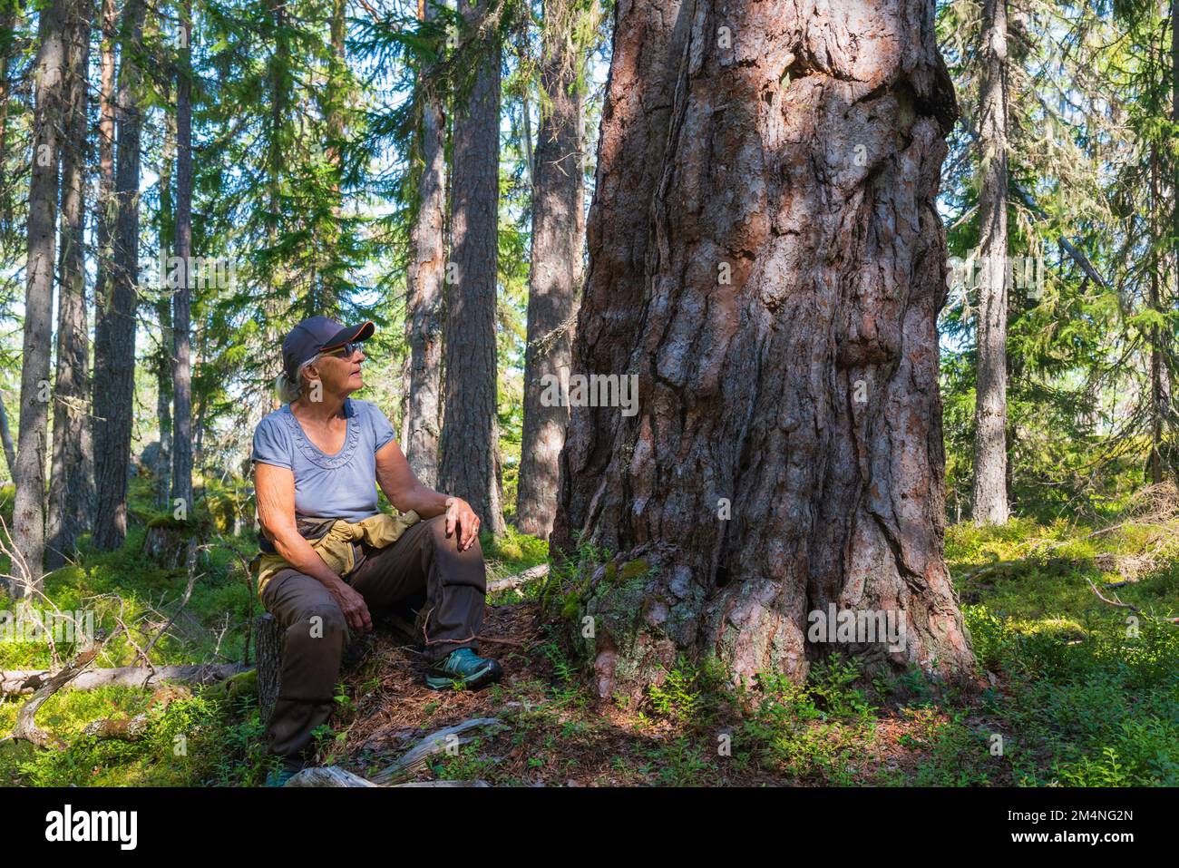 Women sitting next to 400 year old pine tree in the nature reserve ...