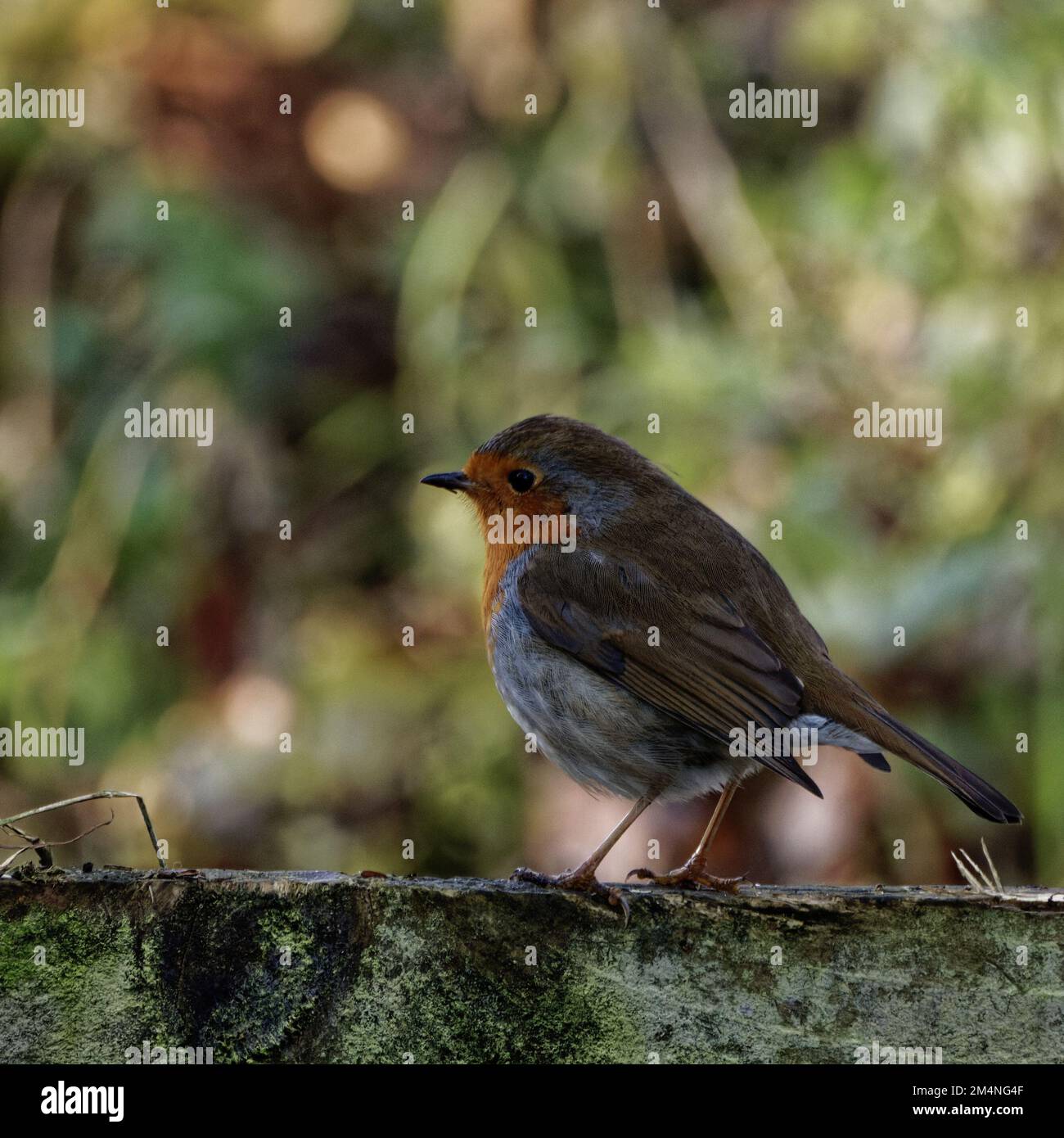 Bird with redbreast hi-res stock photography and images - Alamy