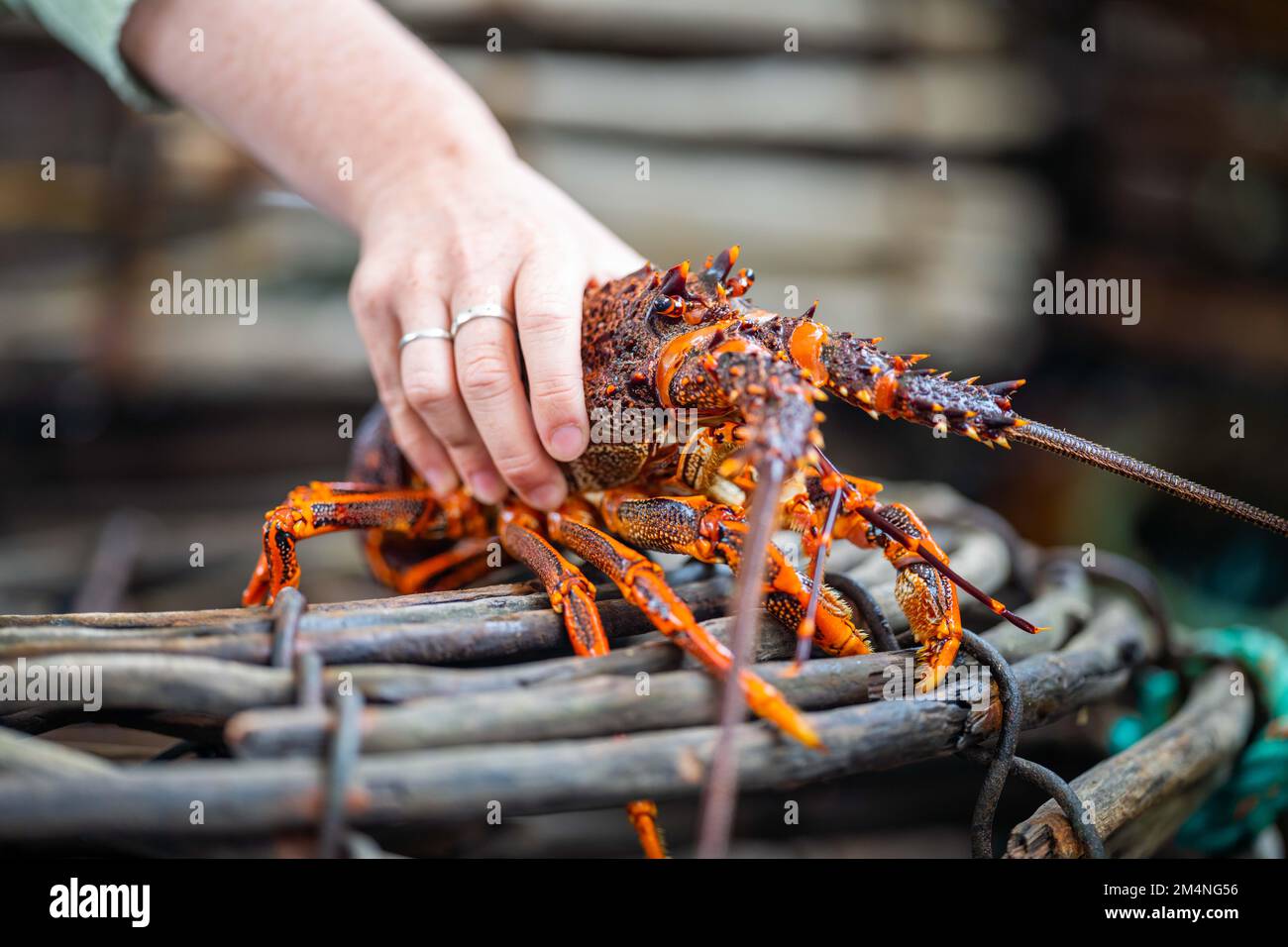 close up of a Catching live Lobster in America. lobster crayfish in ...