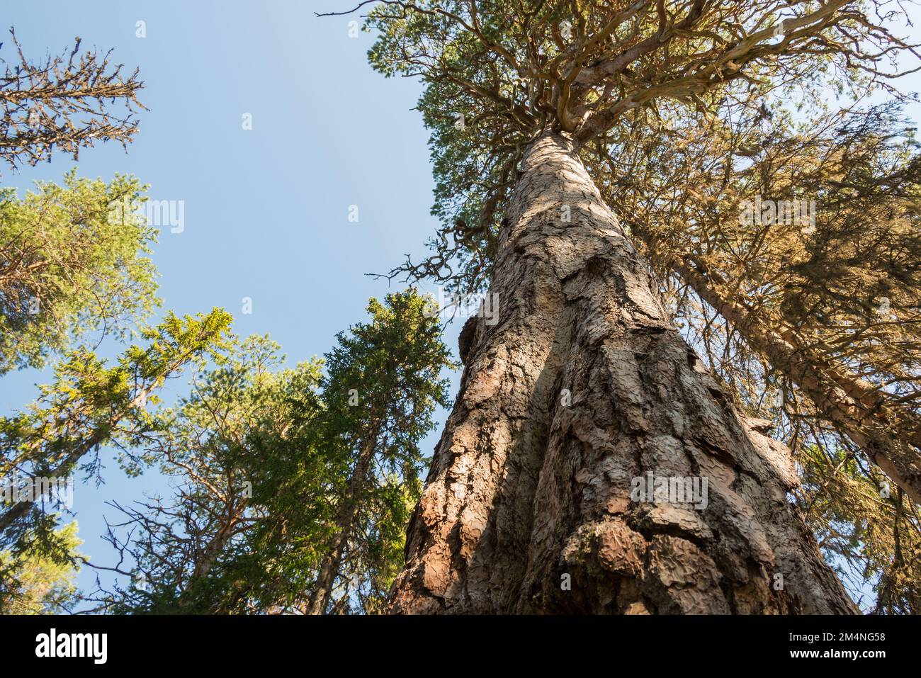 400 year old pine tree from below known as (priest table pine) in the ...