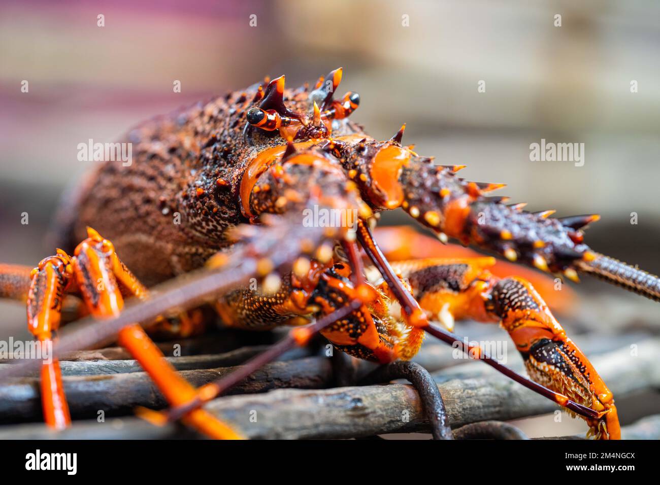 Spiny slipper lobster hi-res stock photography and images - Alamy