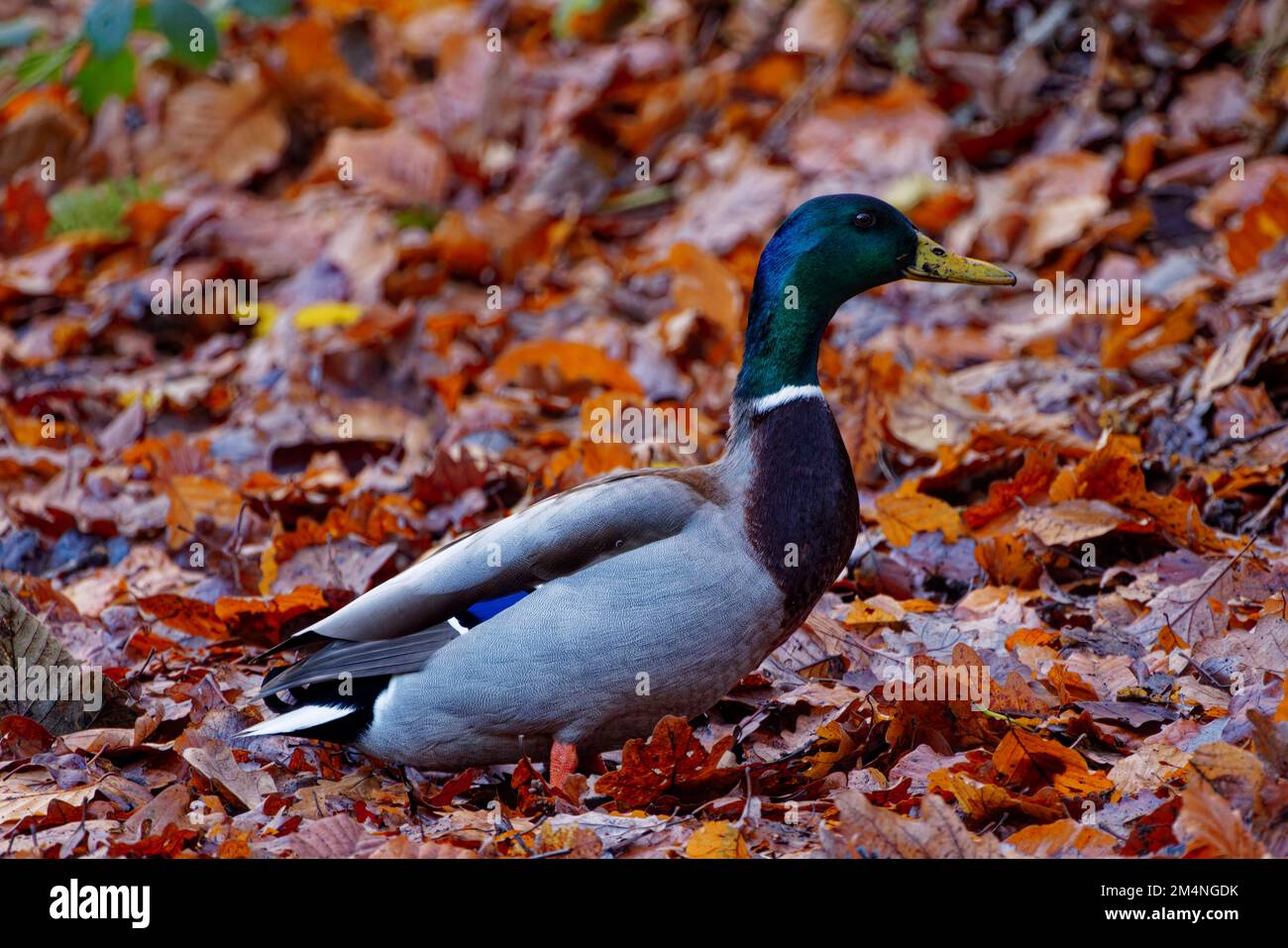 Mallard duck canal walking hi-res stock photography and images - Alamy