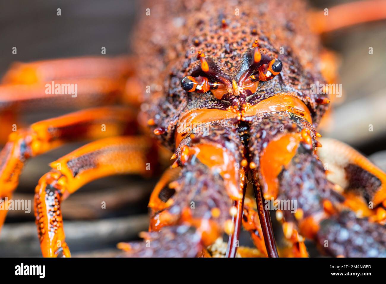 close up of a Catching live Lobster in America. lobster crayfish in ...