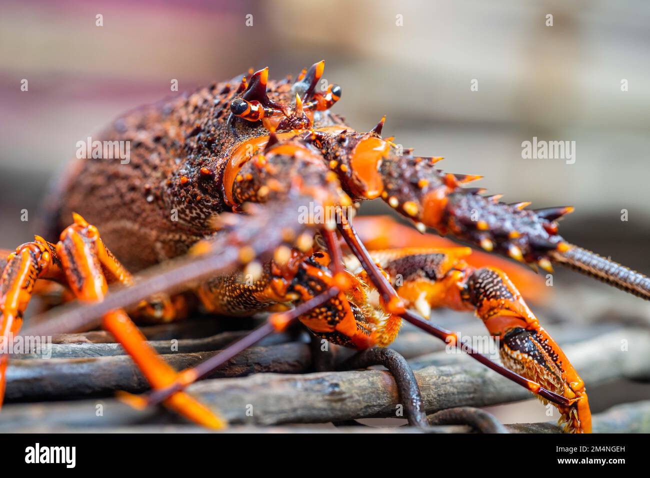close up of a Catching live Lobster in America. lobster crayfish in ...