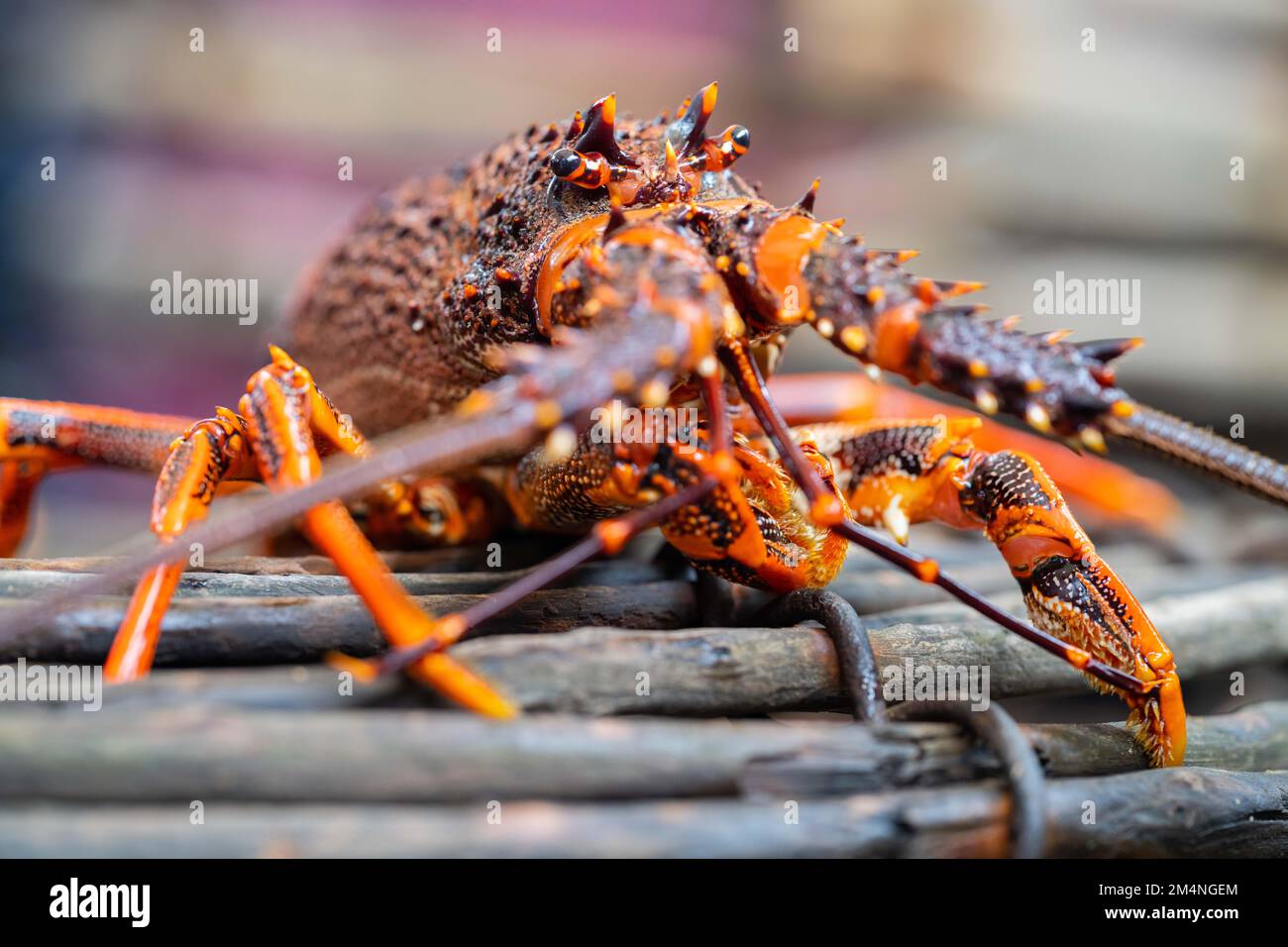 close up of a Catching live Lobster in America. lobster crayfish in ...