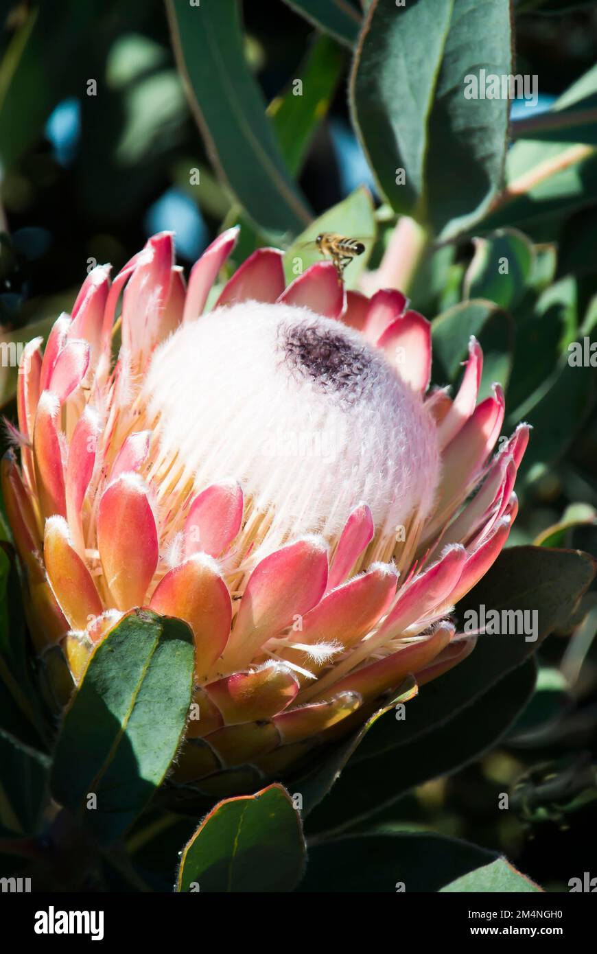 Protea flower frame hi-res stock photography and images - Alamy