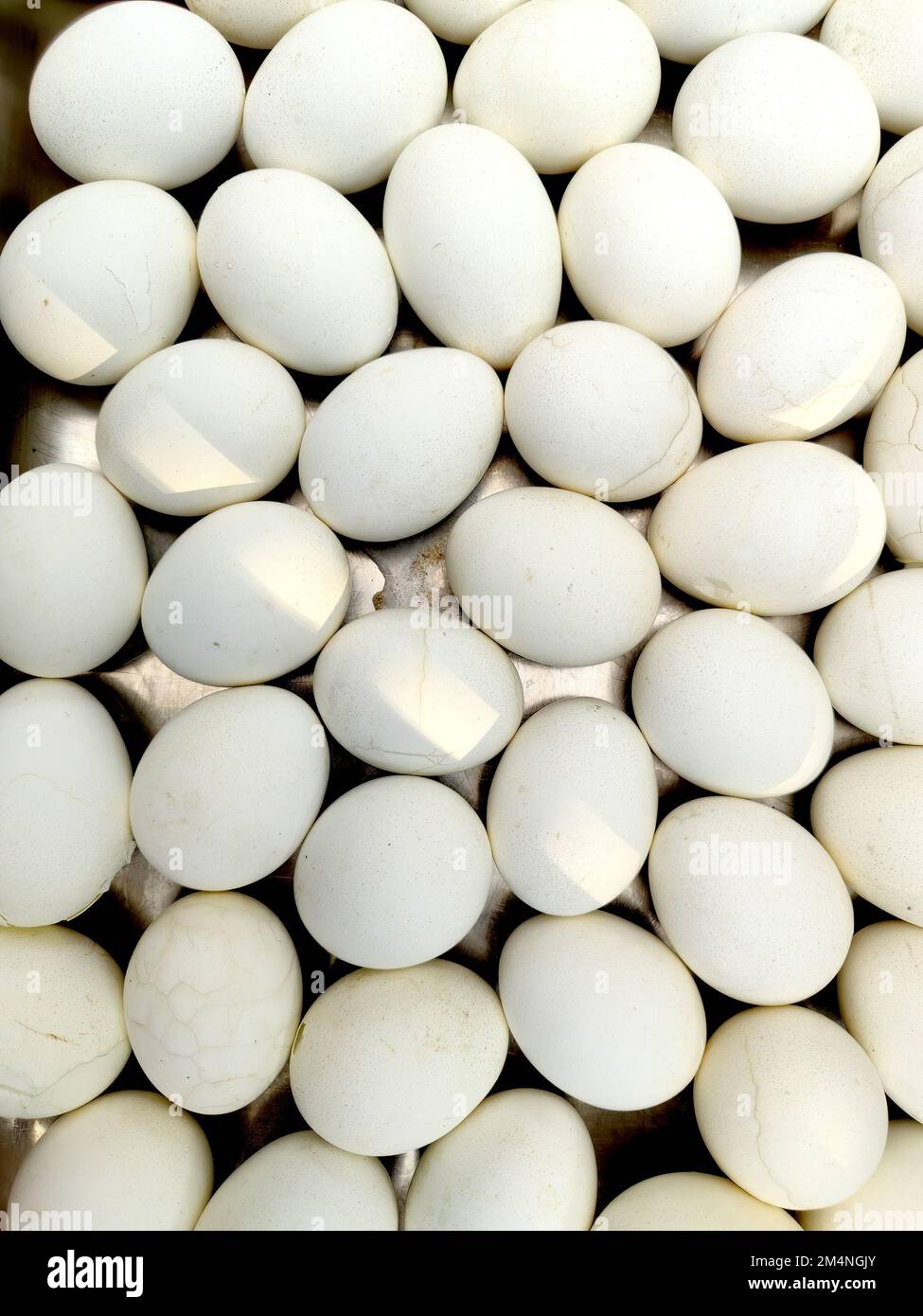 Poultry farming eggs hi-res stock photography and images - Alamy