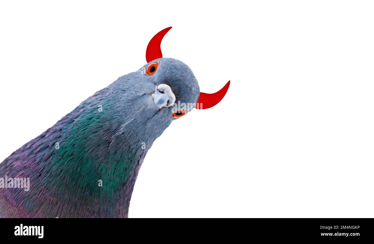 dove with horns above its head isolated on white background Stock Photo - Alamy