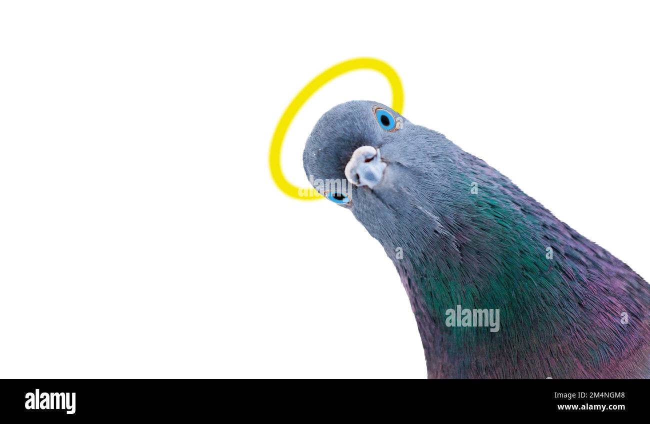 dove with halo over head isolated on white background Stock Photo - Alamy