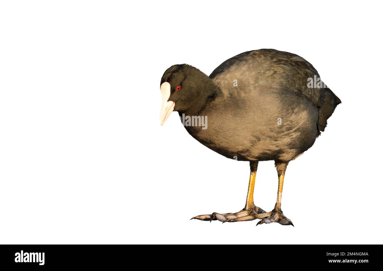 coot isolated on white background Stock Photo - Alamy
