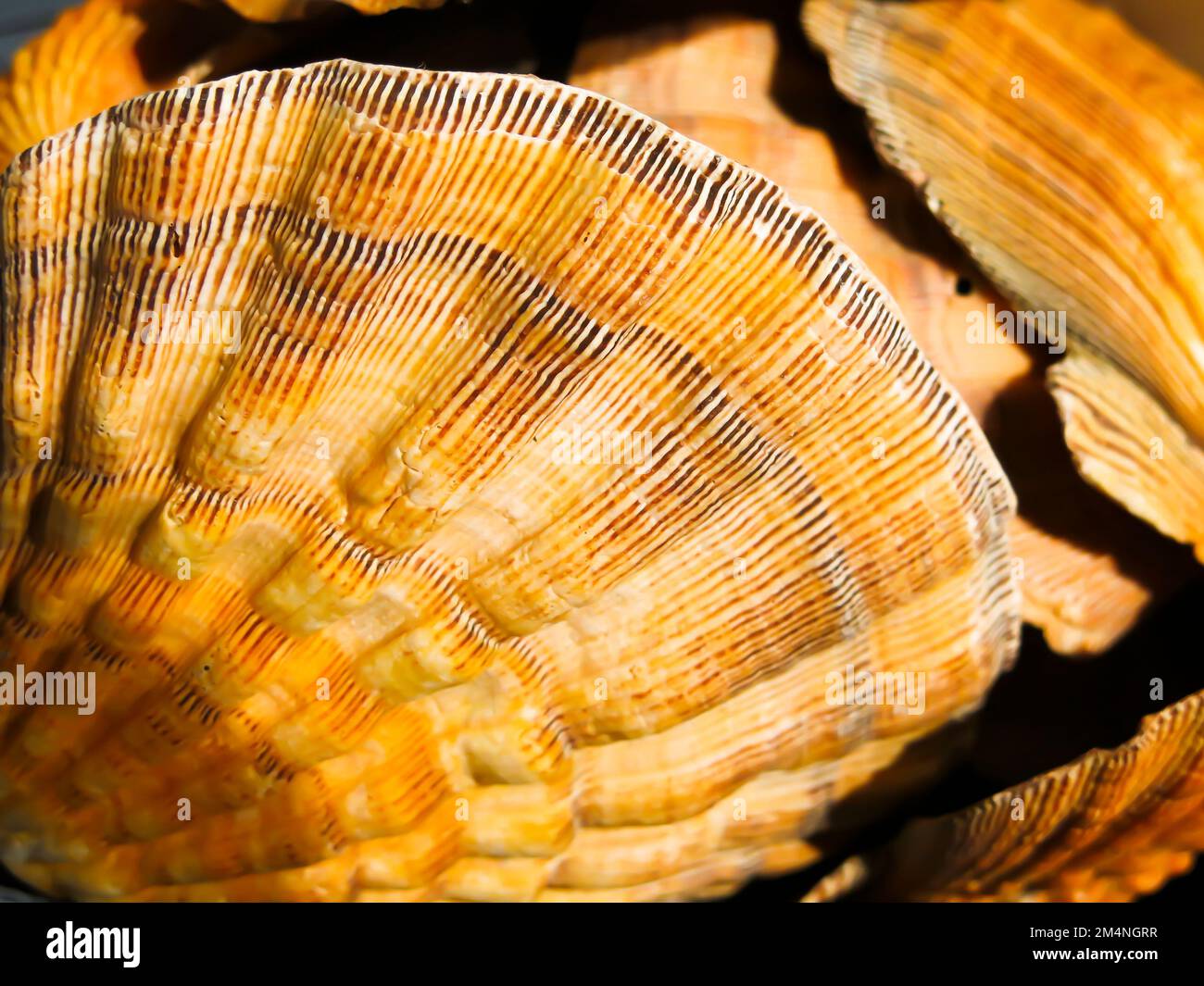 Orange Lion's Paw - Sea Shells Stock Photo - Alamy
