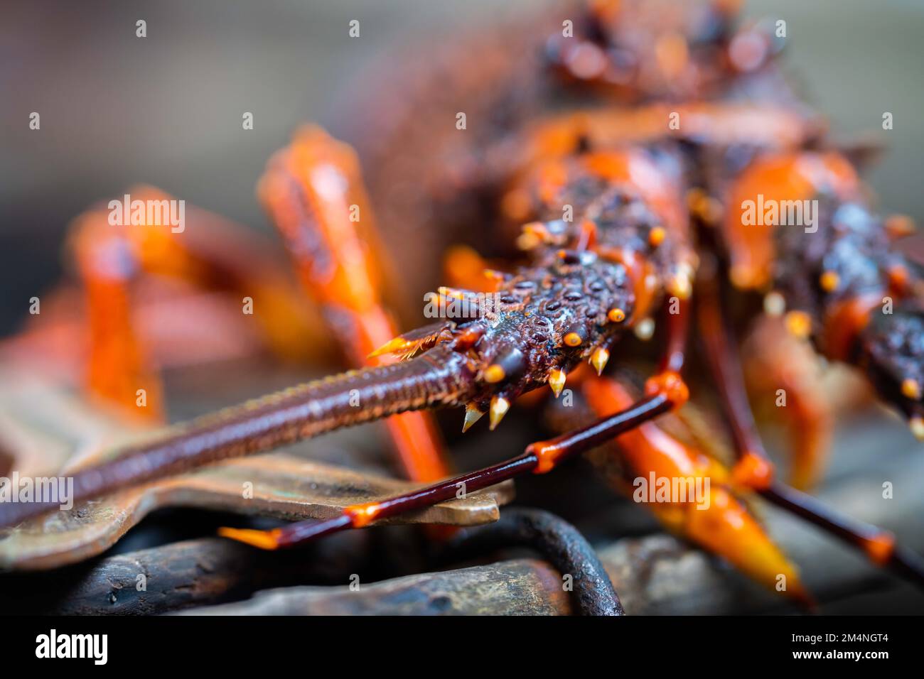 close up of a Catching live Lobster in America. lobster crayfish in ...