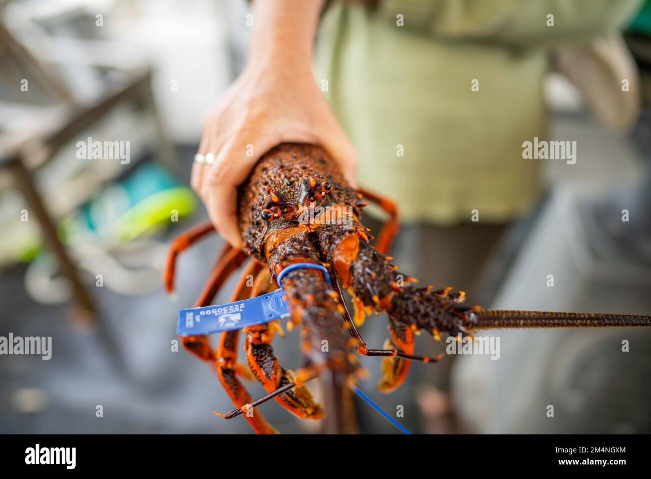 Live crawfish hi-res stock photography and images - Alamy