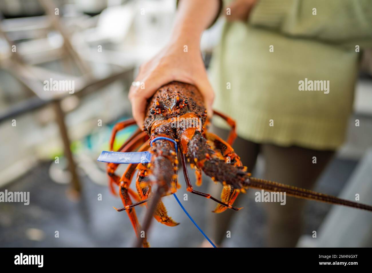 close up of a Catching live Lobster in America. lobster crayfish in ...