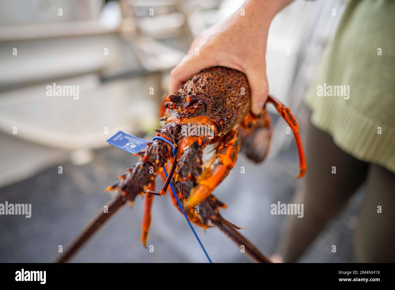 close up of a Catching live Lobster in America. lobster crayfish in ...