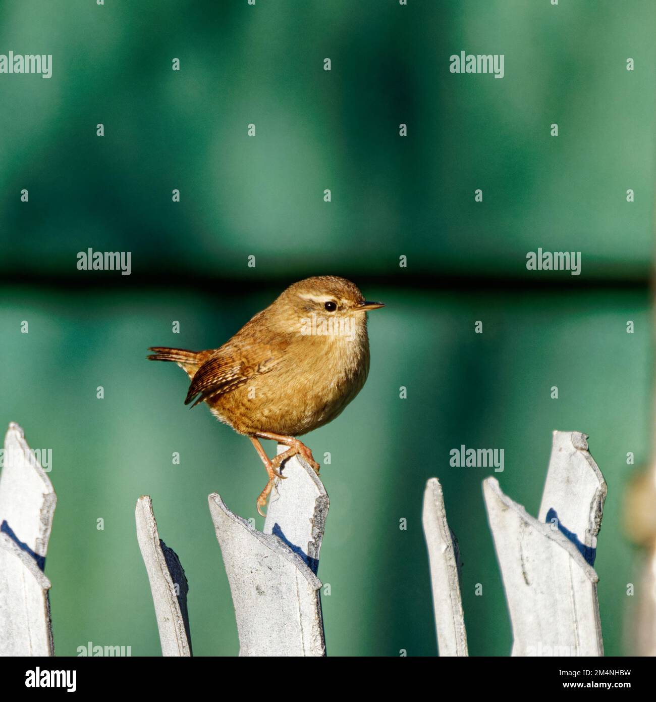 Brown tail moths hi-res stock photography and images - Alamy