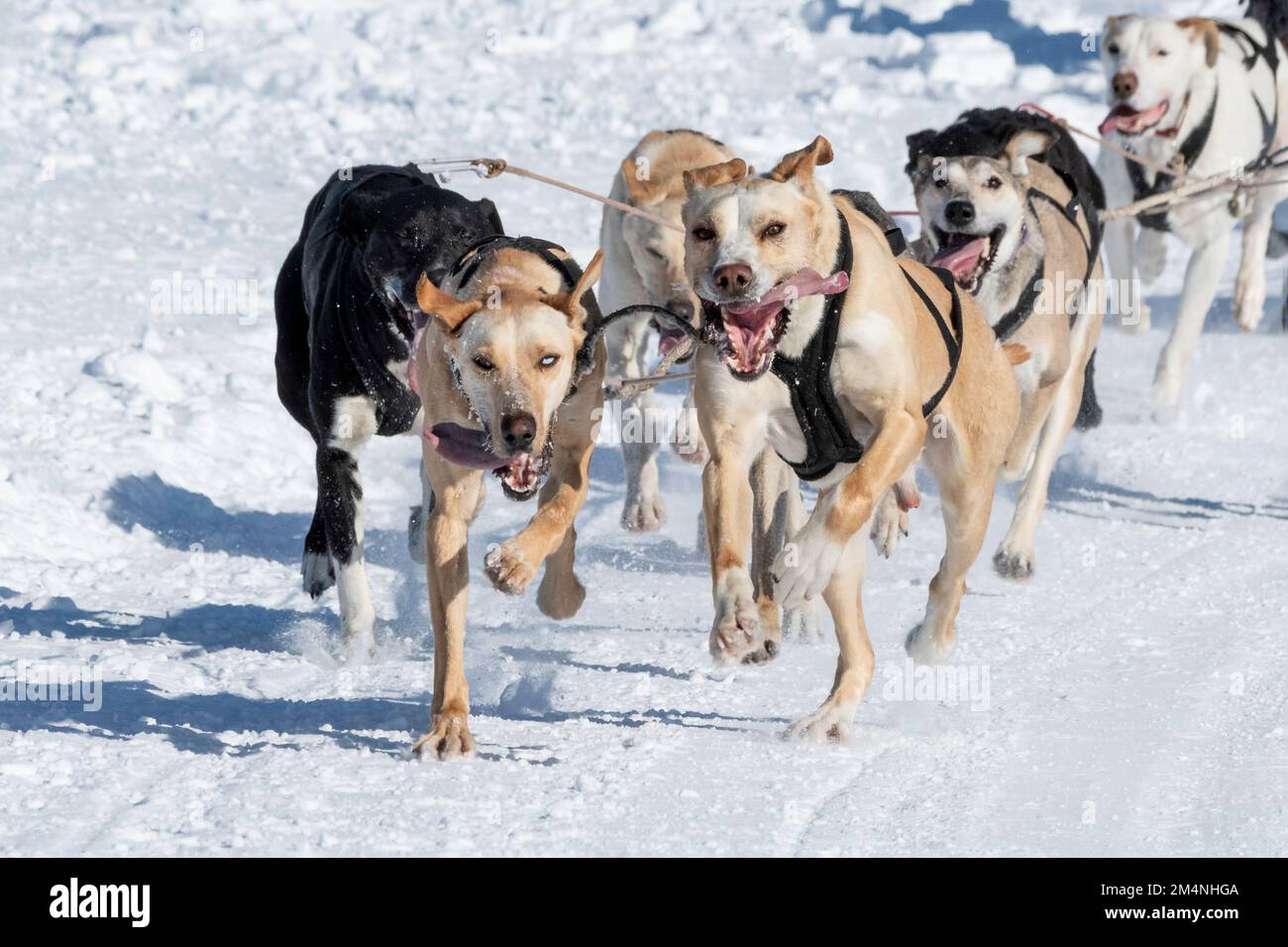North american taiga hi-res stock photography and images - Alamy
