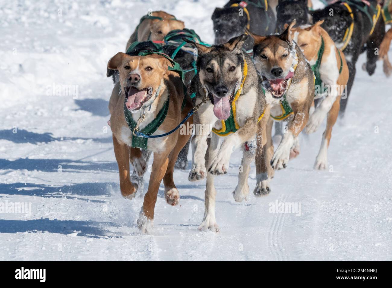Tundra buddy hi-res stock photography and images - Alamy