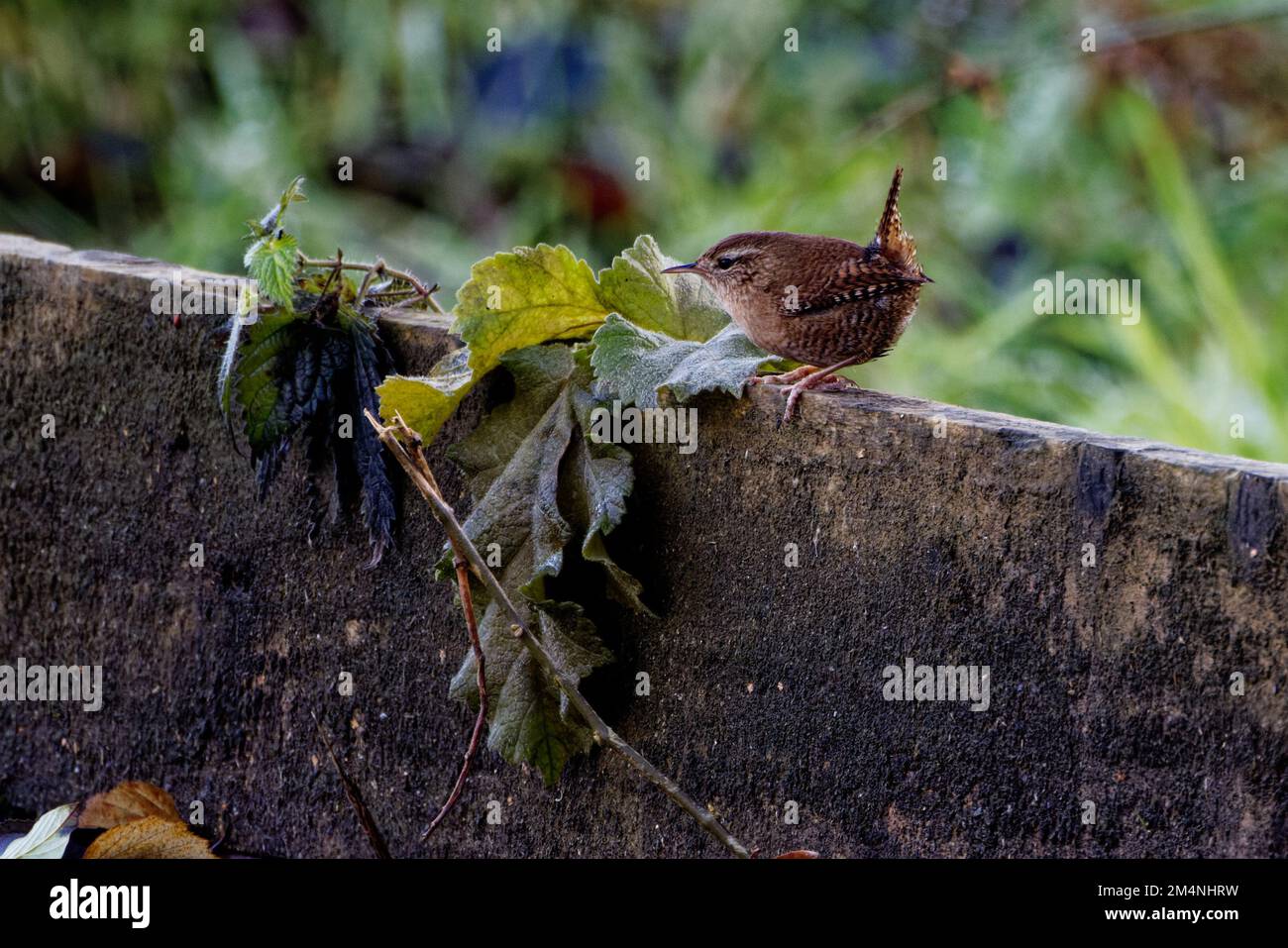 Fence bugs hi-res stock photography and images - Alamy