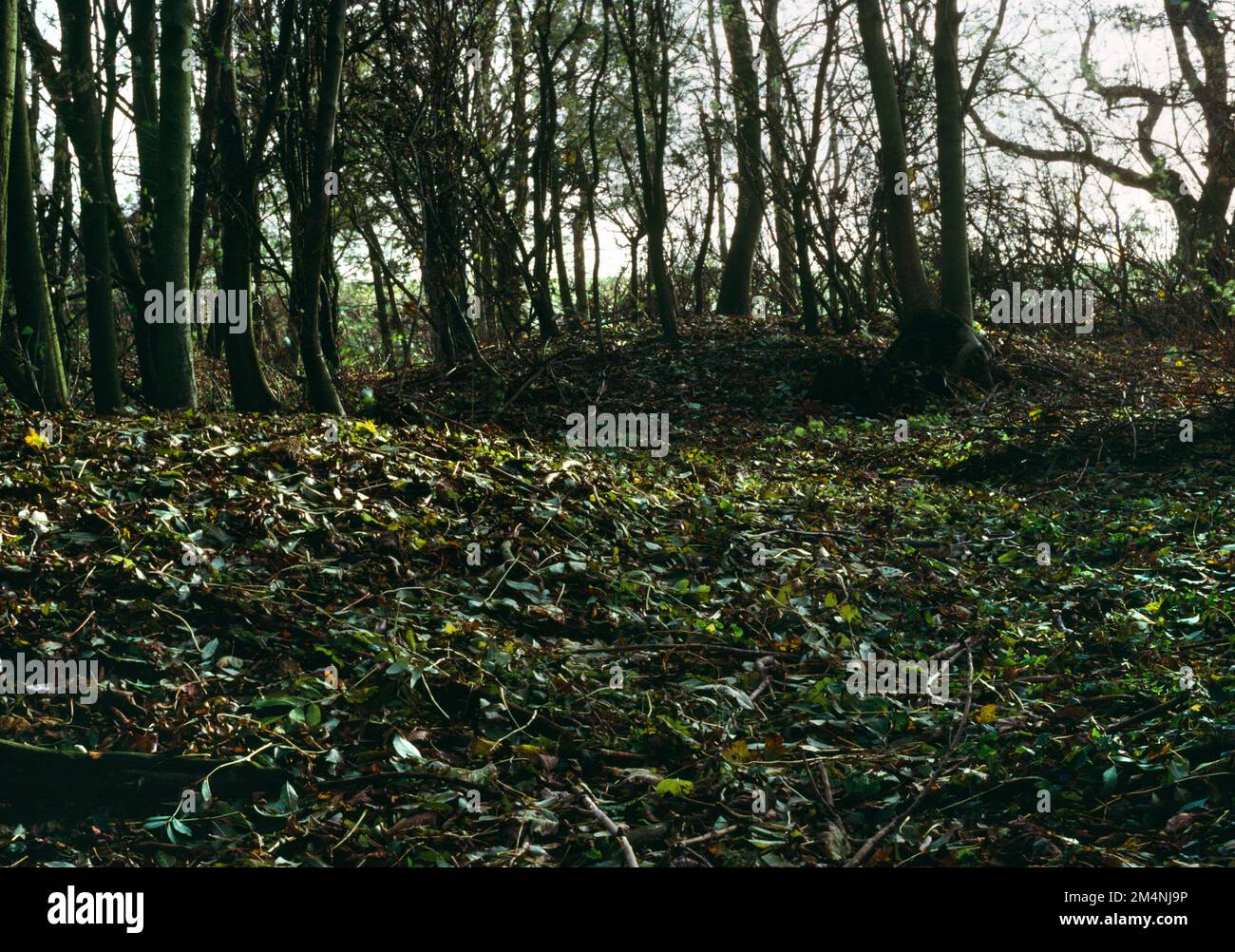 View S of three of the Iron Age Arras Culture burial mounds at Danes ...