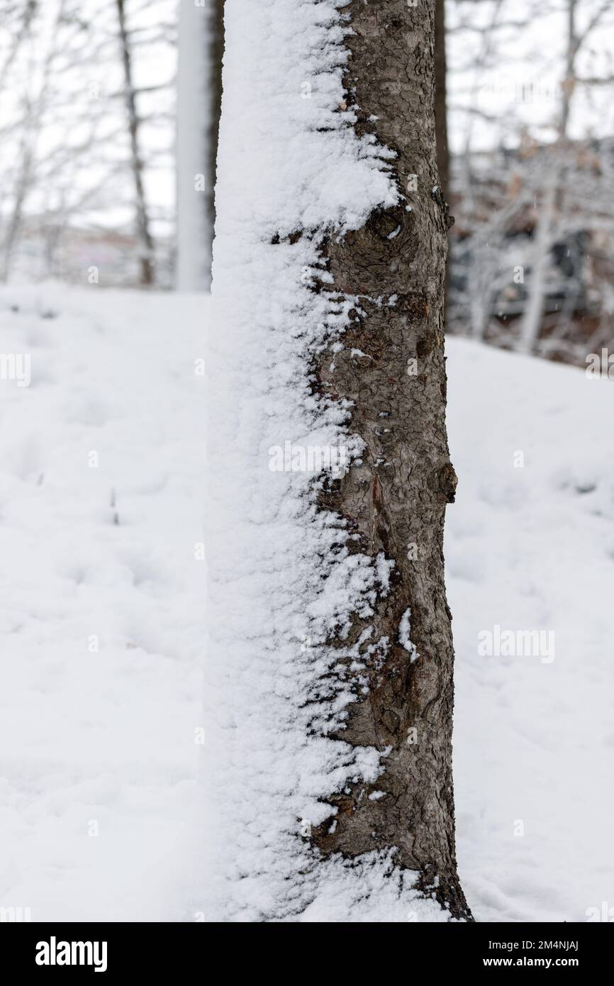 Tree trunk with snow on one side in winter on snowy day Stock Photo - Alamy