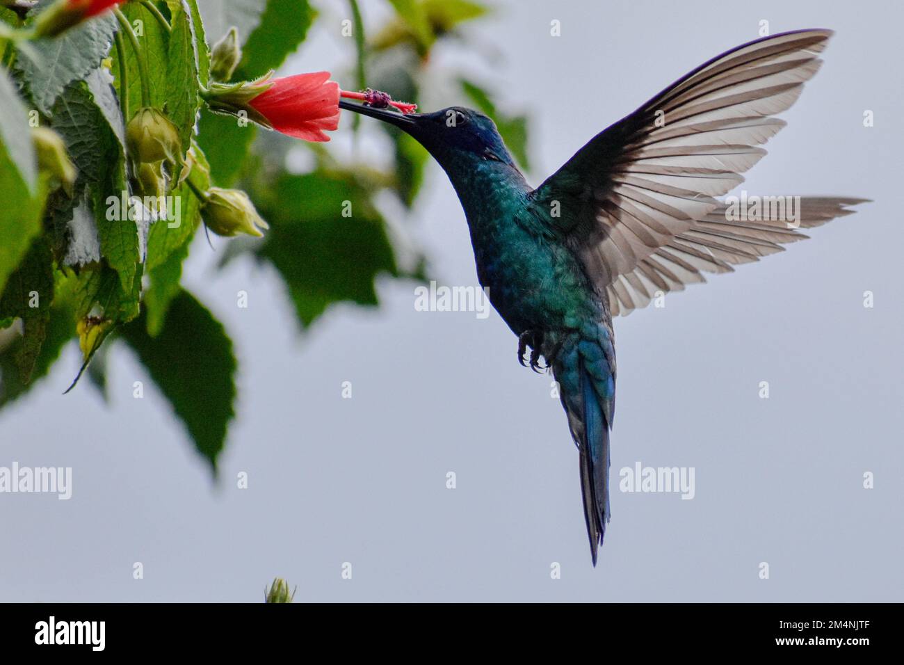 A Hummingbird flies and feeds from flowers in Bogota, Colombia. October ...