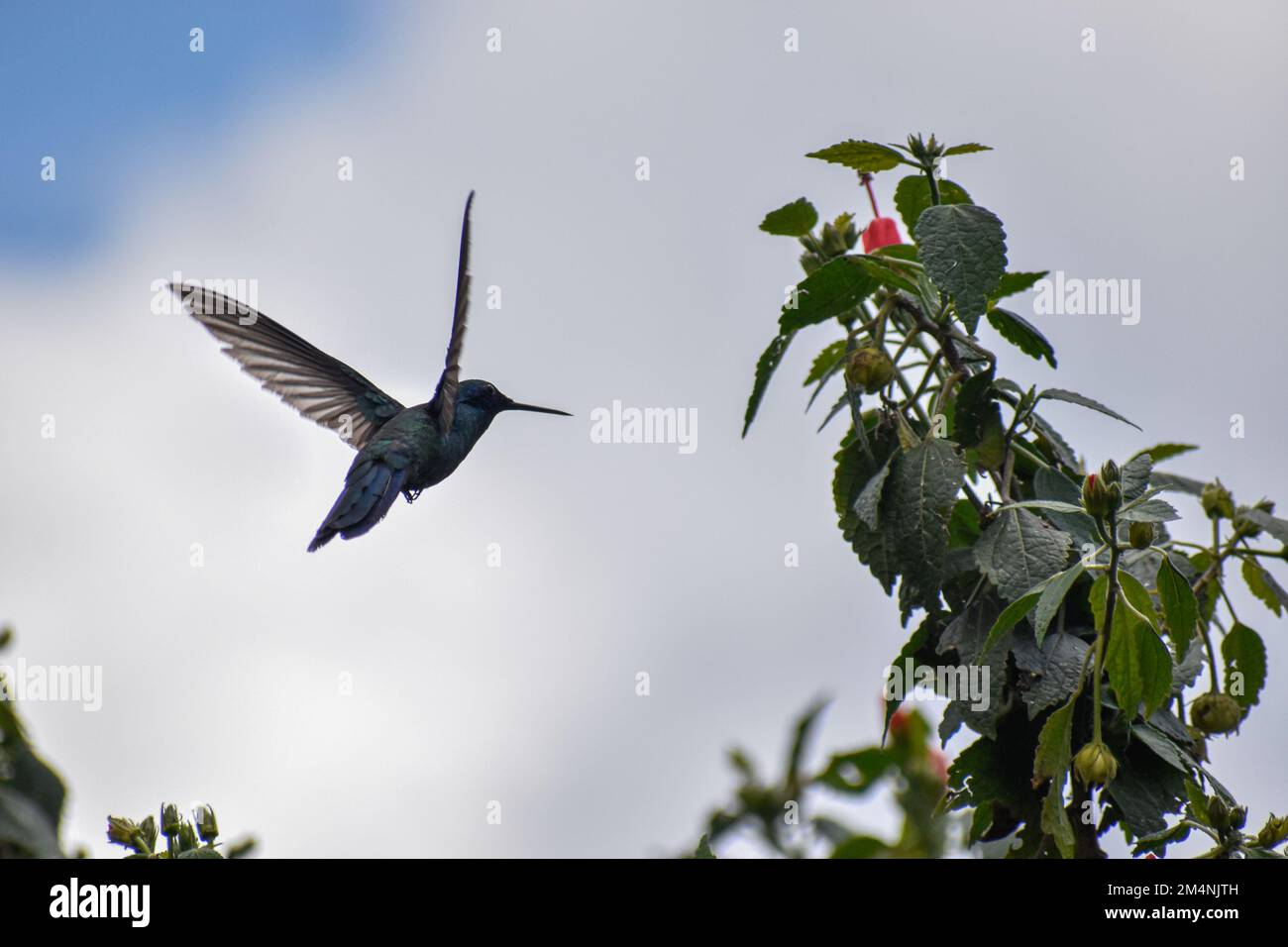 A Hummingbird flies and feeds from flowers in Bogota, Colombia. October ...