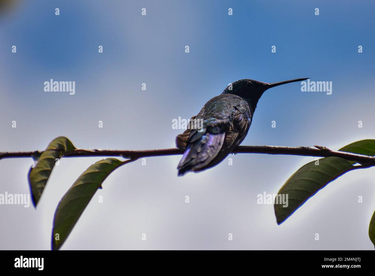 A Hummingbird flies and feeds from flowers in Bogota, Colombia. October ...