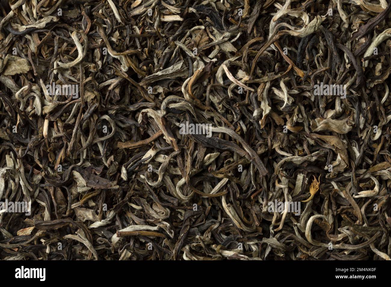 Dried Chinese Monkey King of Jasmin tea leaves close up full frame as ...