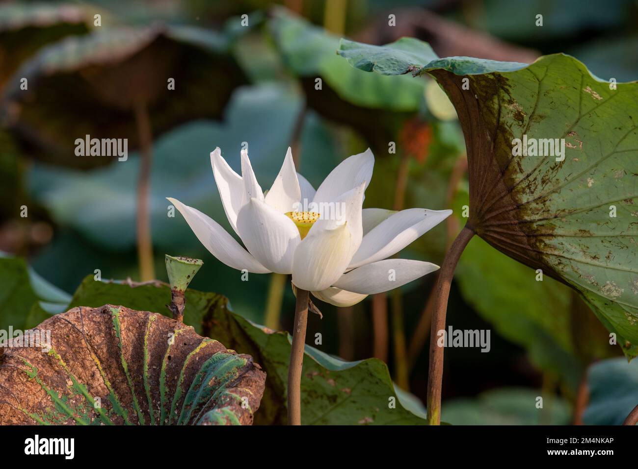 Lotus Flower and Leaves in the Town of Amphawa in the Province of Samut ...