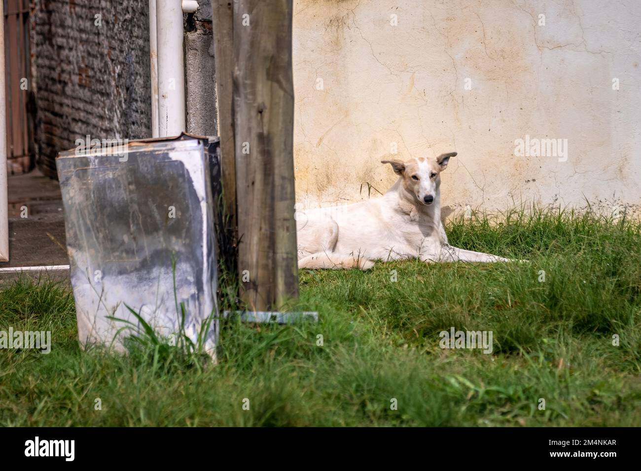 dogs on the street of the rural South America Stock Photo - Alamy