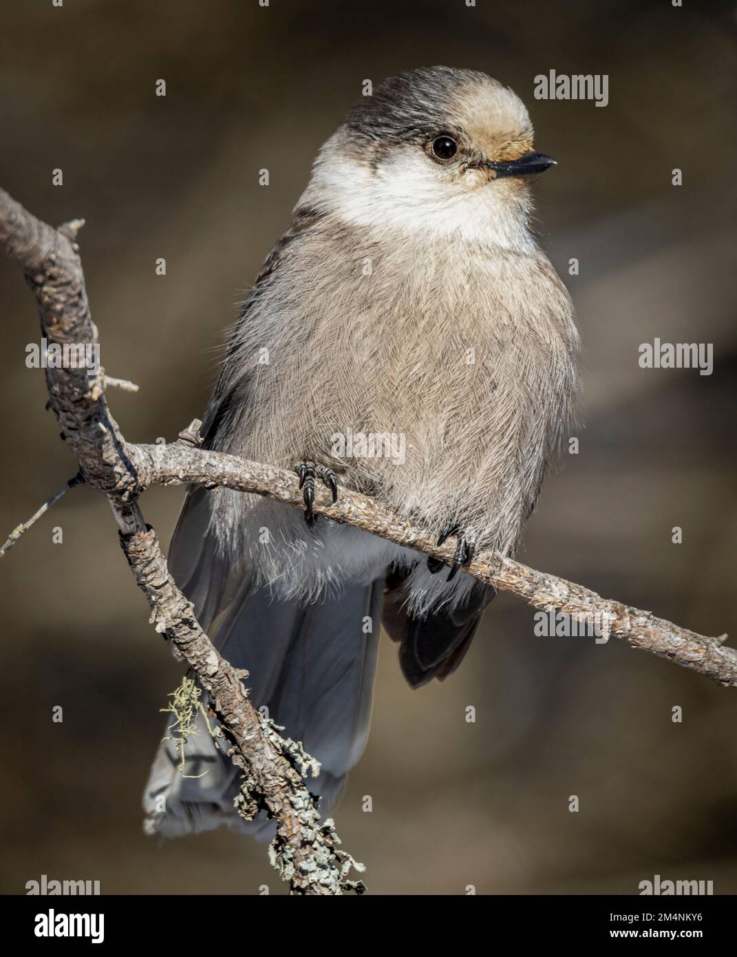 Winter Canadian gray jay sitting on a branch Stock Photo - Alamy