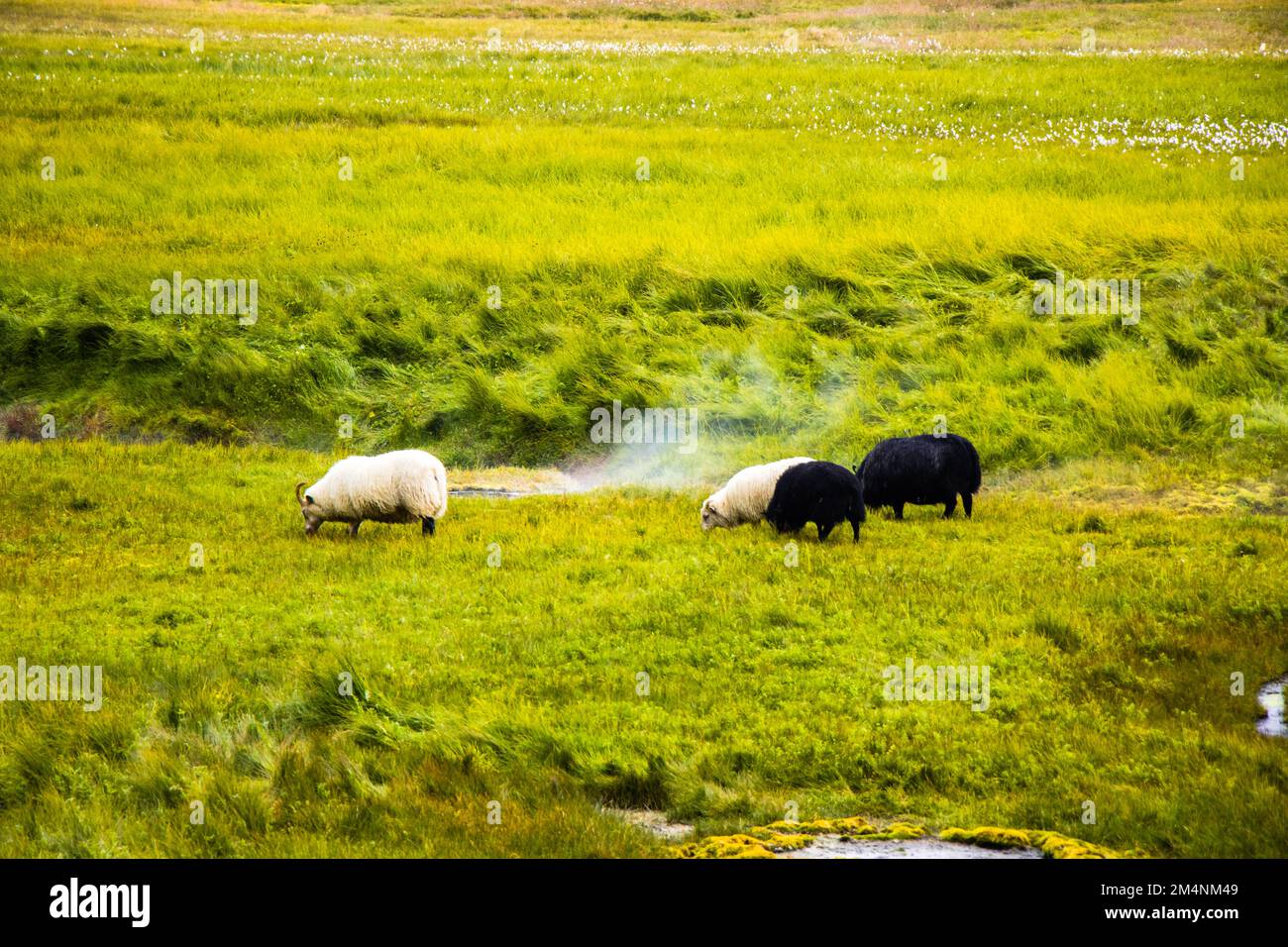 Sheep Grazing near hot springs in geothermal region of Landmannalaugar ...