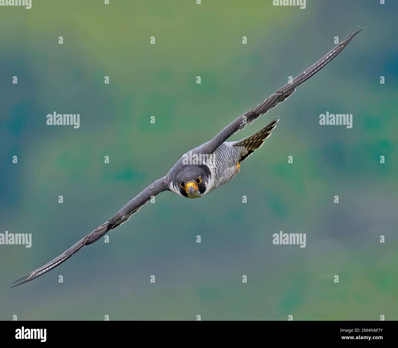 Peregrin falcon prey hi-res stock photography and images - Alamy