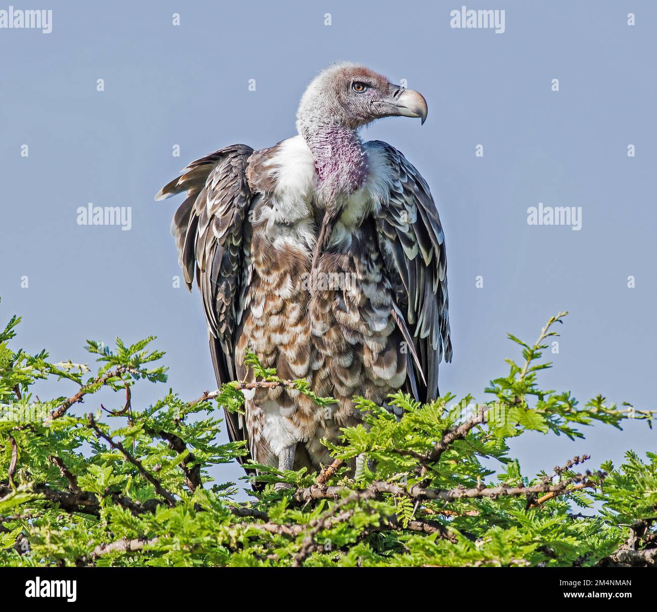 Grifon hi-res stock photography and images - Alamy