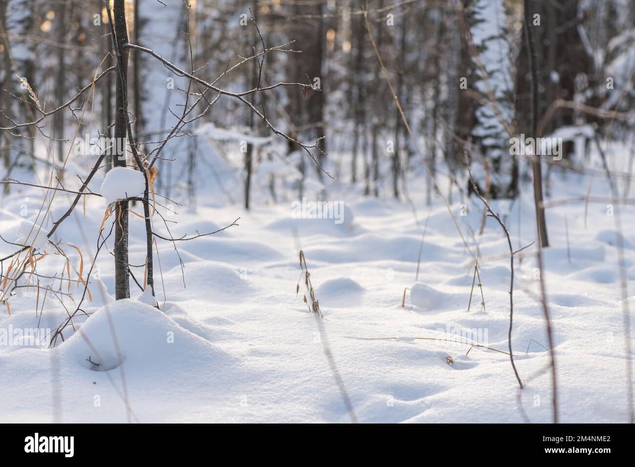 pure white snow in the forest between the trees Stock Photo - Alamy