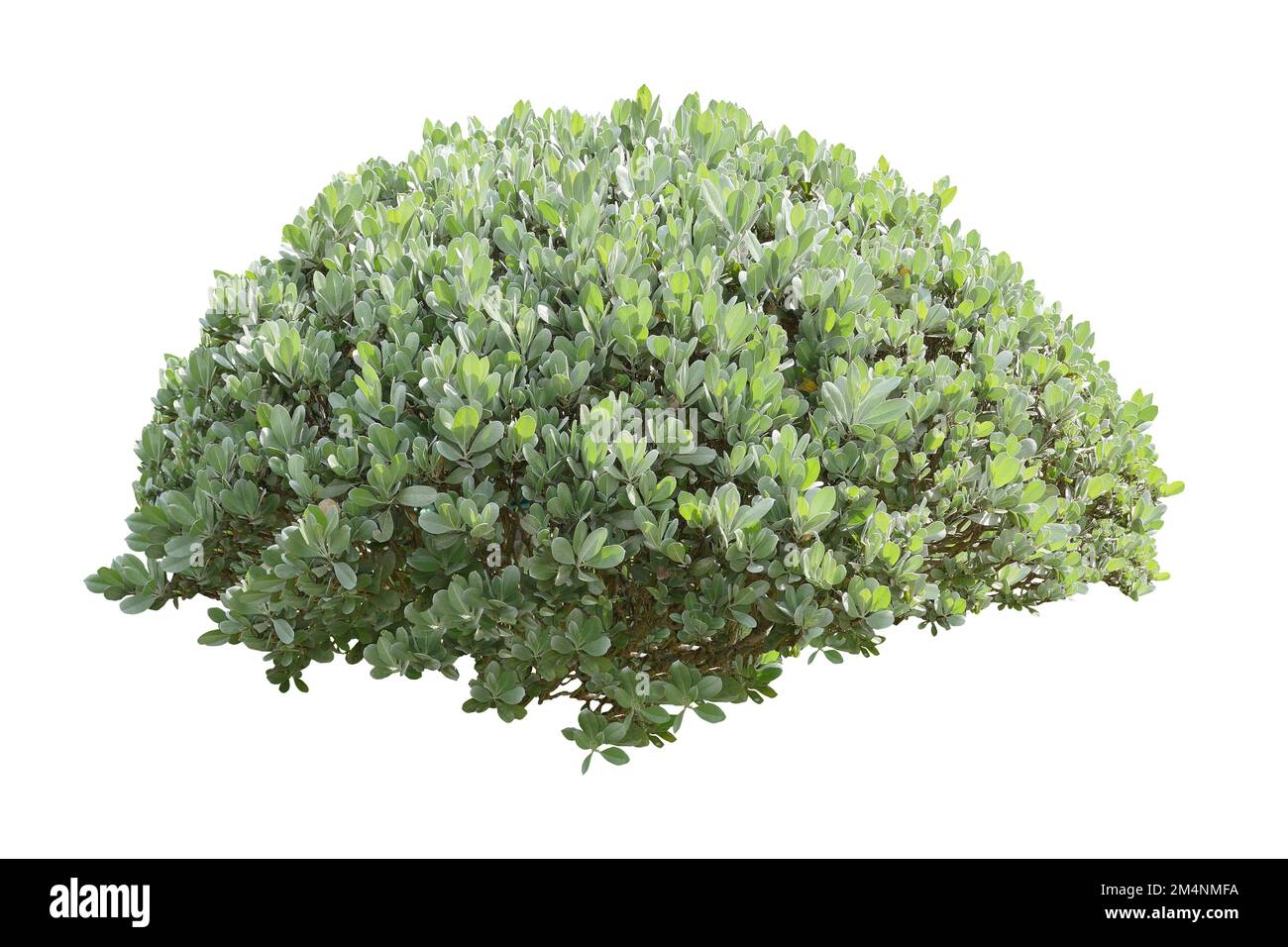 Green bush isolated on white background Stock Photo - Alamy