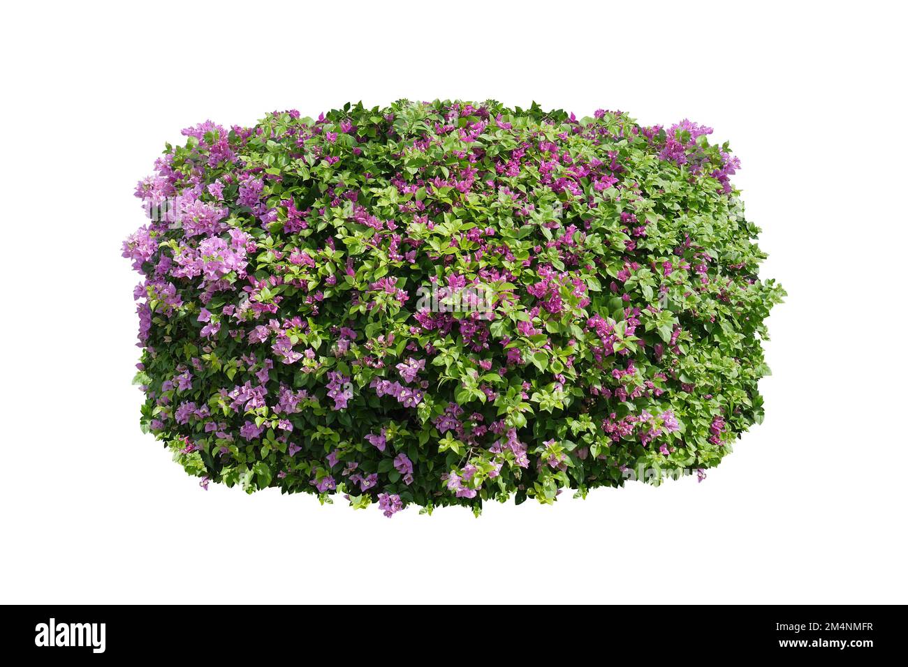 Green bush isolated on white background Stock Photo - Alamy