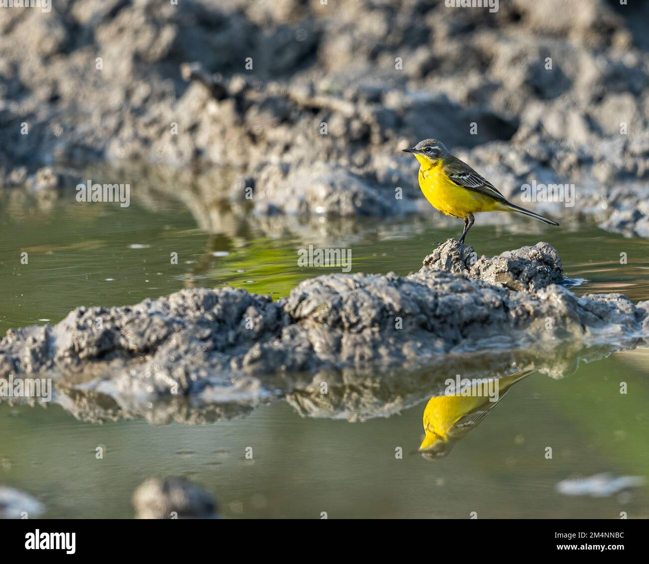 A Yellow wagtail perching on a mud dunes Stock Photo - Alamy