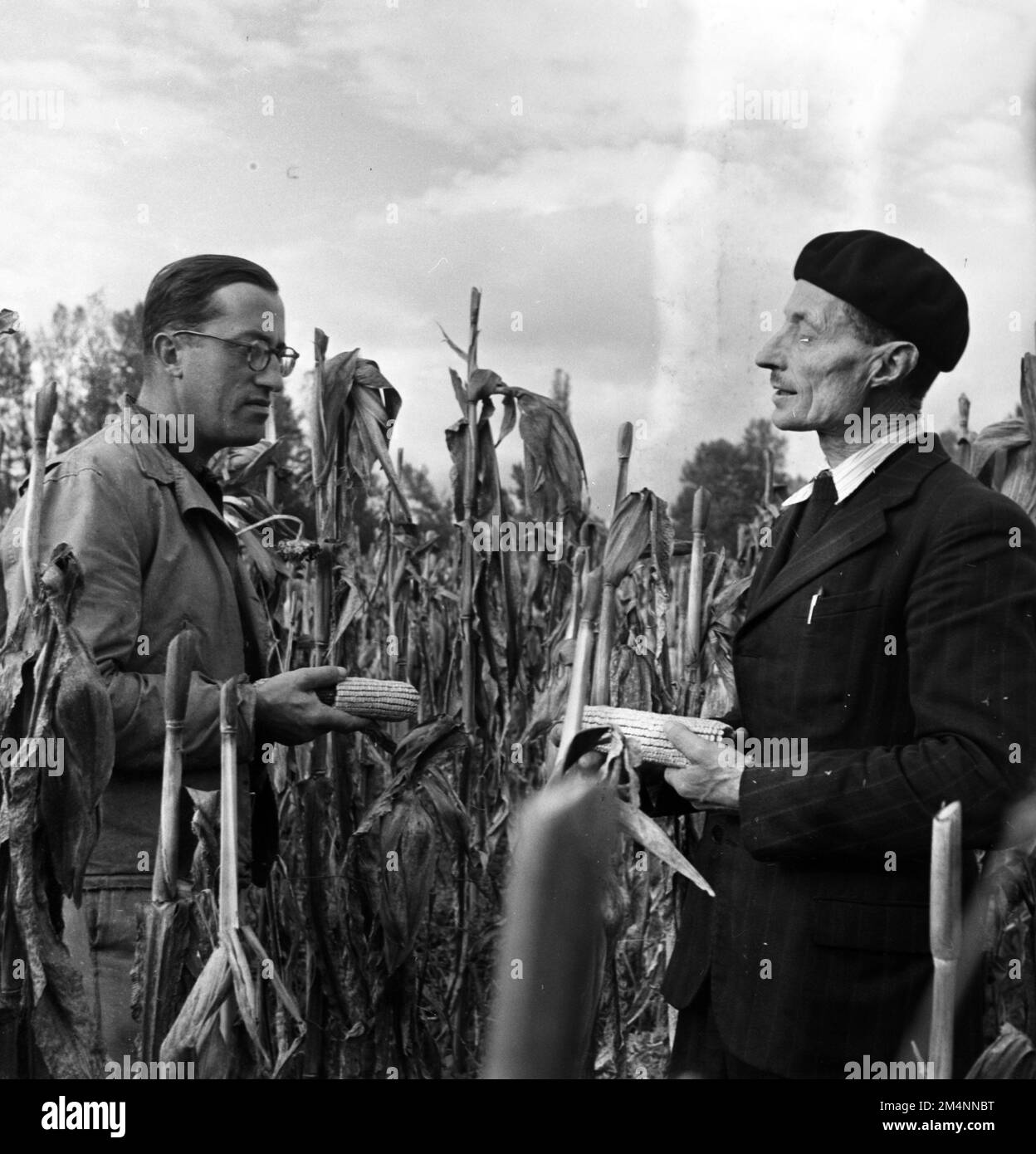 Hybrid Corn - Experimental Farm at Asile St-Leon. Photographs of ...