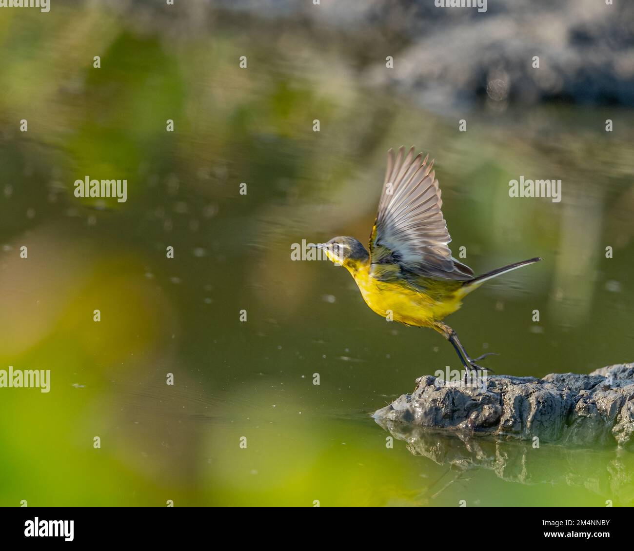 A Yellow wagtail taking off for flight Stock Photo - Alamy