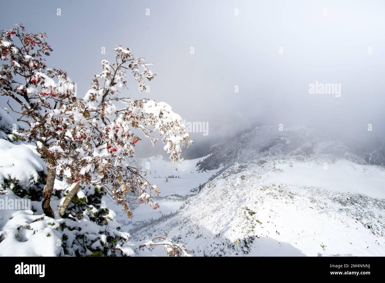 Vogelbeerbaum in alpiner Winterlandschaft Stock Photo - Alamy