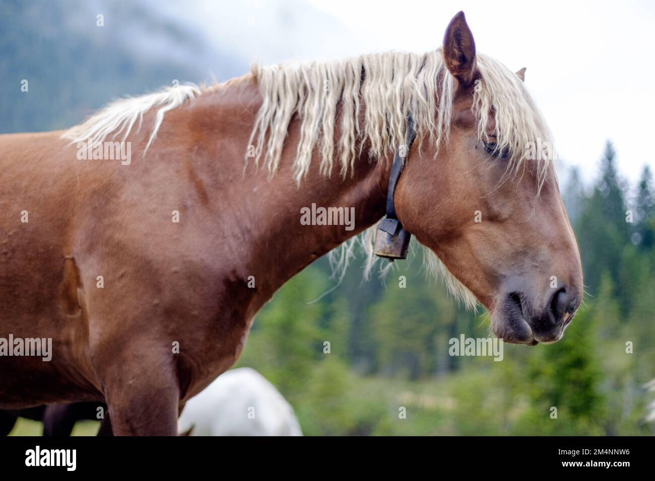 Braunes Pferd mit blonder Mähne Stock Photo - Alamy