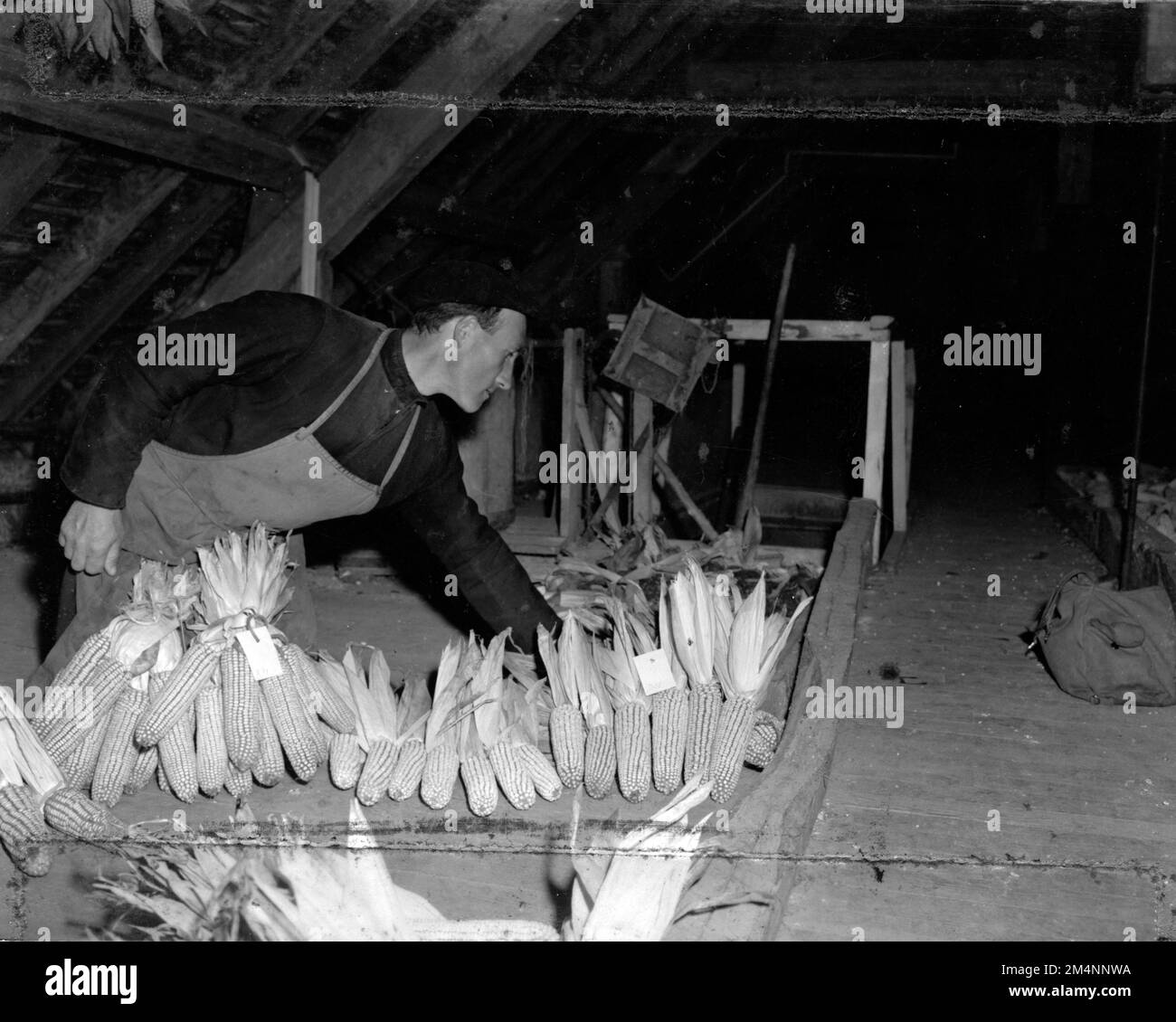 Hybrid Corn - Visit to the Madeleine Farm Near Pau. Photographs of ...
