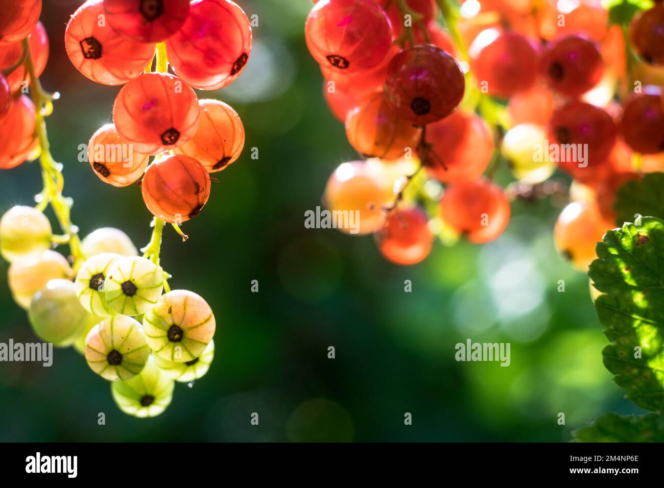 Beeren marmelade hi-res stock photography and images - Alamy