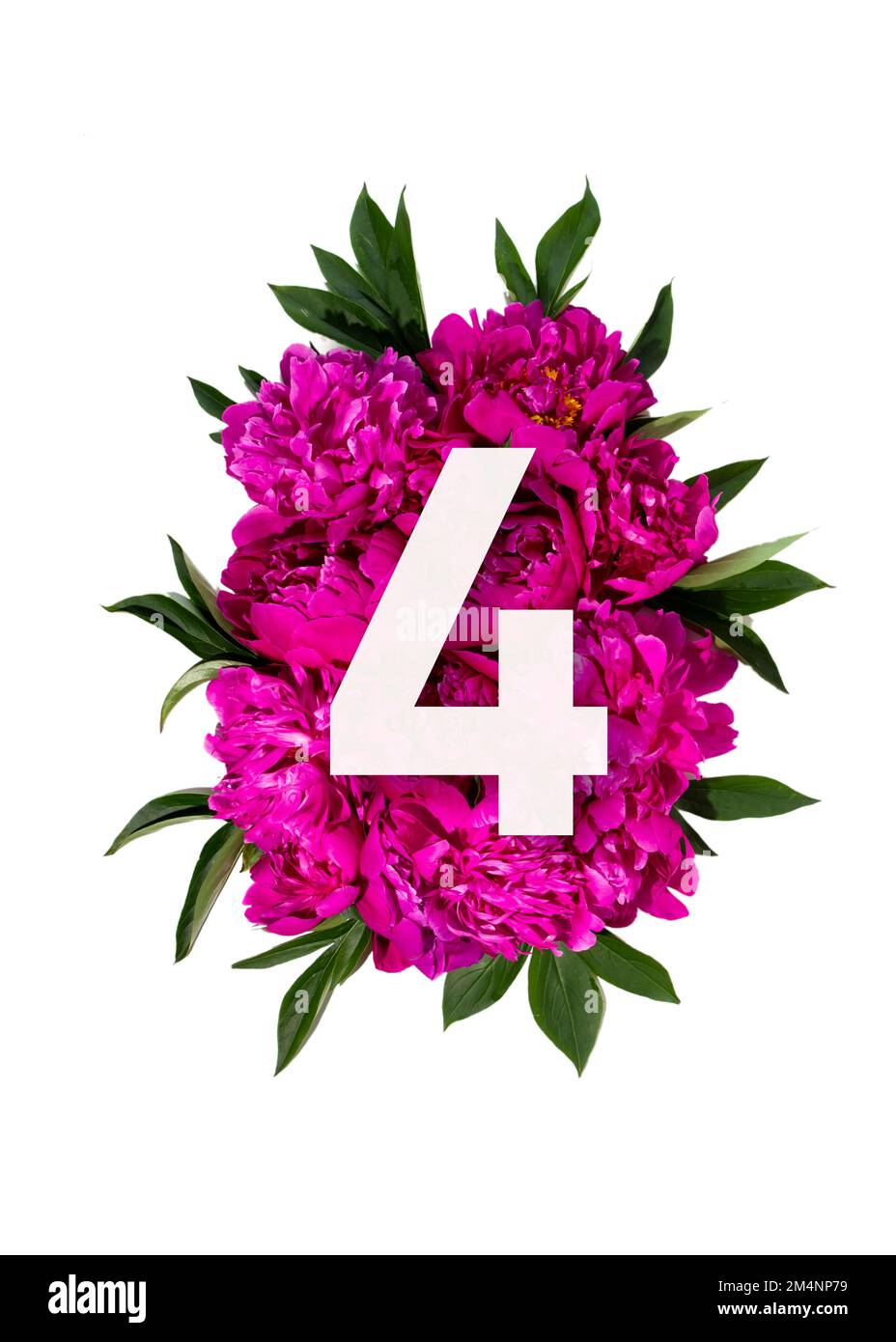 Layout with pink peonies flowers and white number four sign. Flat lay ...