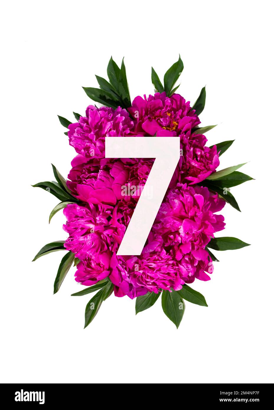 Layout with pink peonies flowers and white number seven sign. Flat lay ...