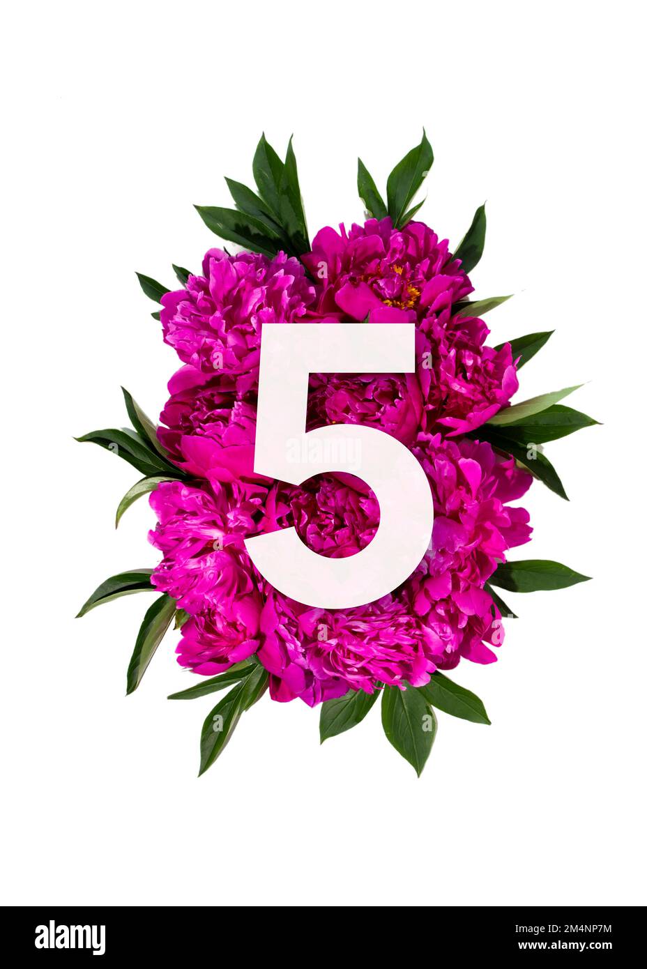Layout with pink peonies flowers and white number five sign. Flat lay ...